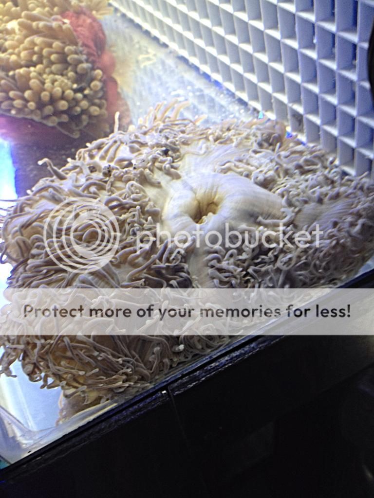 Treatment Protocol for Sick Anemones | Reef2Reef